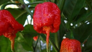 7 Pot Pepper: Origin, Varieties, Flavor, Uses, Substitutes