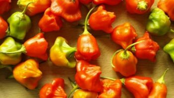 Bishop Crown Pepper – Scoville, Flavor, Uses, And More