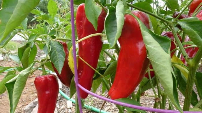 Carmen Peppers – Scoville, Origin, Flavor, Uses, Substitutes