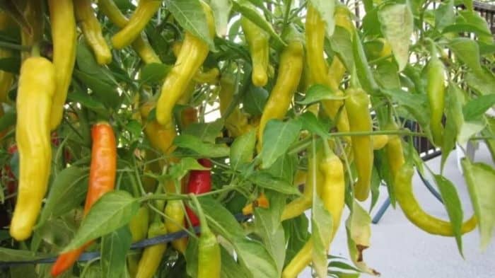 Charleston Pepper | Origin, Type, Scoville, Flavor, Uses