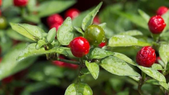 Chile Chiltepin | Pepper Type, Scoville, Flavor, Uses