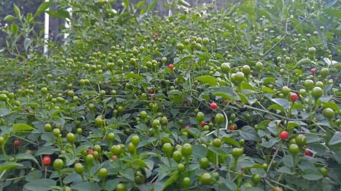 Chile Chiltepin | Pepper Type, Scoville, Flavor, Uses