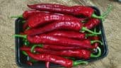 Cow Horn Pepper | Type Of Chile, Scoville, Flavor, Uses