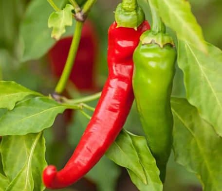 Diablo Grande Pepper | Type, Scoville, Flavor, Uses