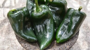 Poblano Peppers: Type, Scoville, Flavor, Uses, Benefits