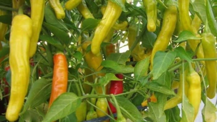 Hungarian Wax Pepper | Scoville, Origin, Flavor, Uses