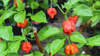 Infinity Chili Pepper | Origin, Scoville, Flavor, Uses