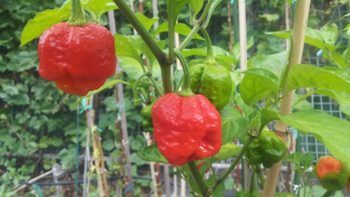 Infinity Chili Pepper | Origin, Scoville, Flavor, Uses